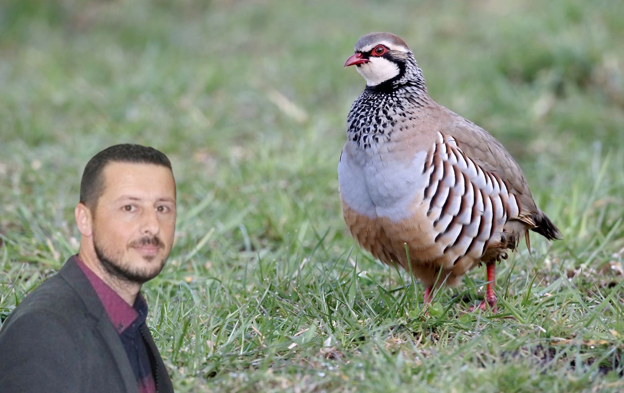 KEKLİK AVI YASAKLANDI | Mustafakemalpaşa Haber - Güncel ...